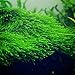 Amazon.com: Marcus Fishtanks Java Moss Taxiphyllum Barbieri Easy Live ...