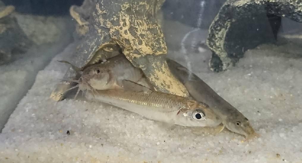 Amazon | ジェックス 川砂 1Kg | GEX | 底床 通販