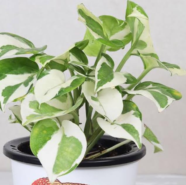 Marble queen/white pothos plant live : Amazon.in: Garden & Outdoors