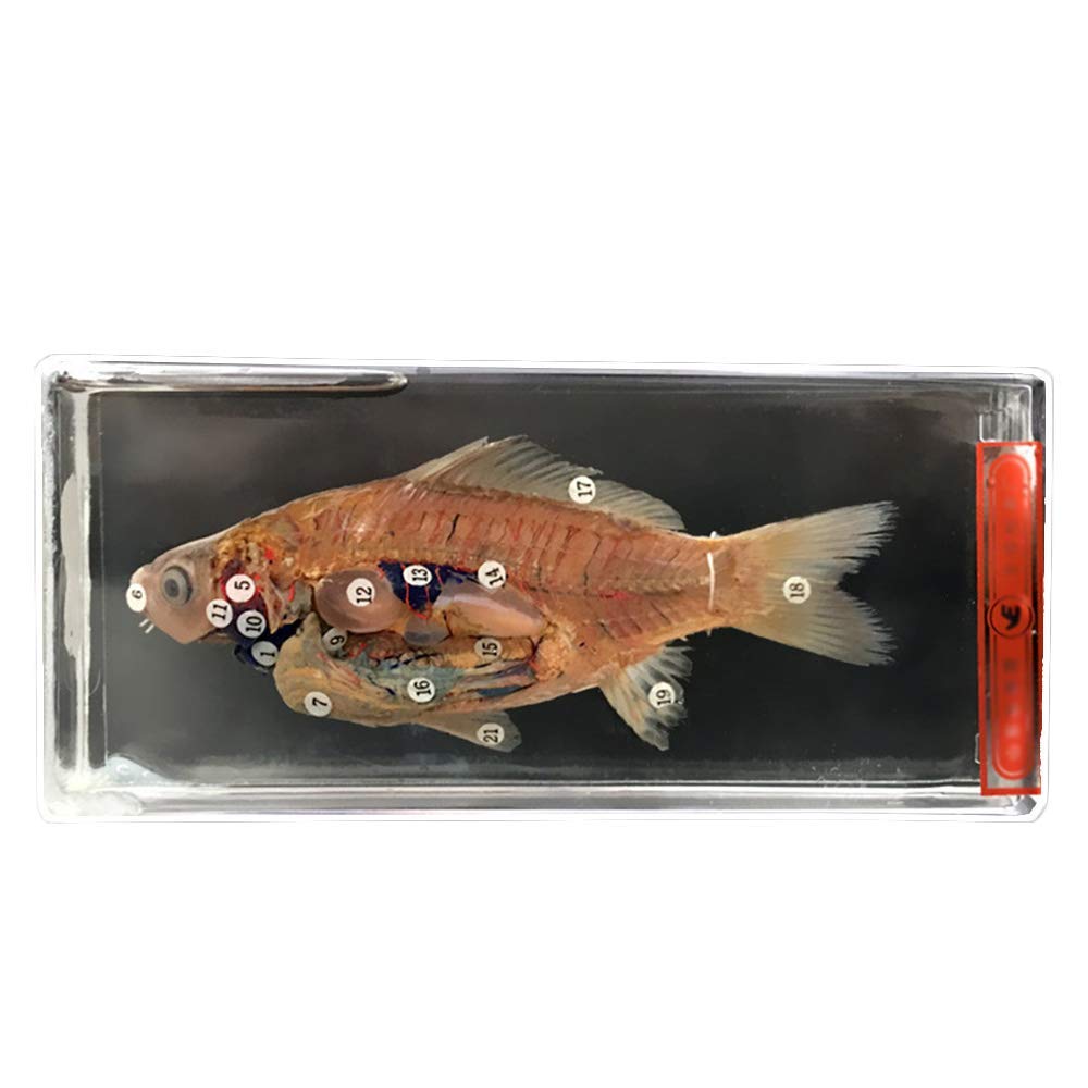 Buy FACAIA Fish anatomy Model - Fish Dissection Specimen - Taxidermy ...