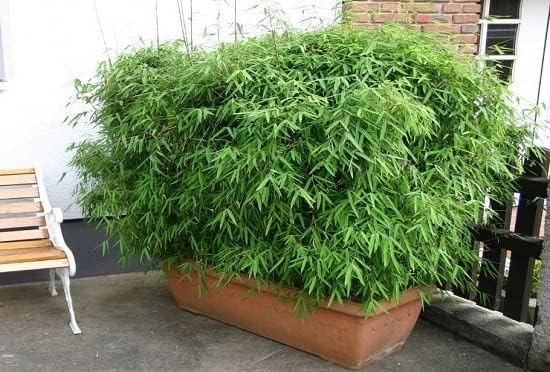 New Golden Chinese Bamboo/Grass Plant - Decorate Both Indoor And ...