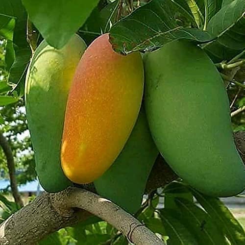 Healthy Vibe (Surma Fazli Mango) : Amazon.in: Garden & Outdoors