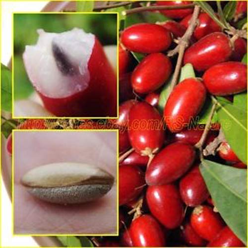 Buy Arlo Rare Fruit Live - Dwarf Rare " Miracle Berry / Miracle fruit ...
