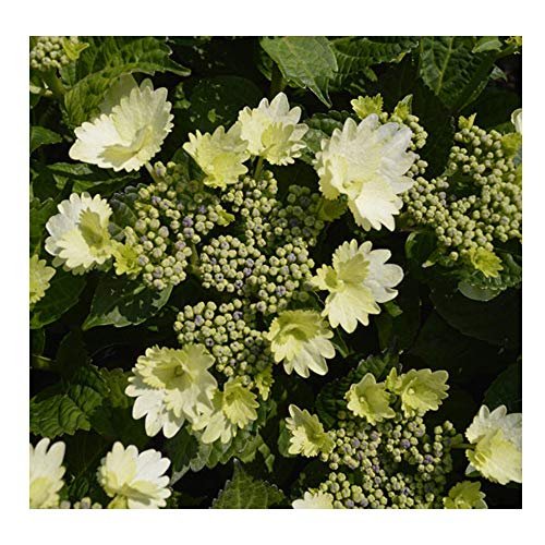 Hydrangea macrophylla 'Koria' Royalty Collection 15cm Pot Size | Garden ...
