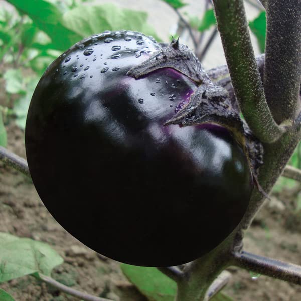 Green Round Brinjal F1 Hybrid vegetable Seeds for All Season Pack of ...