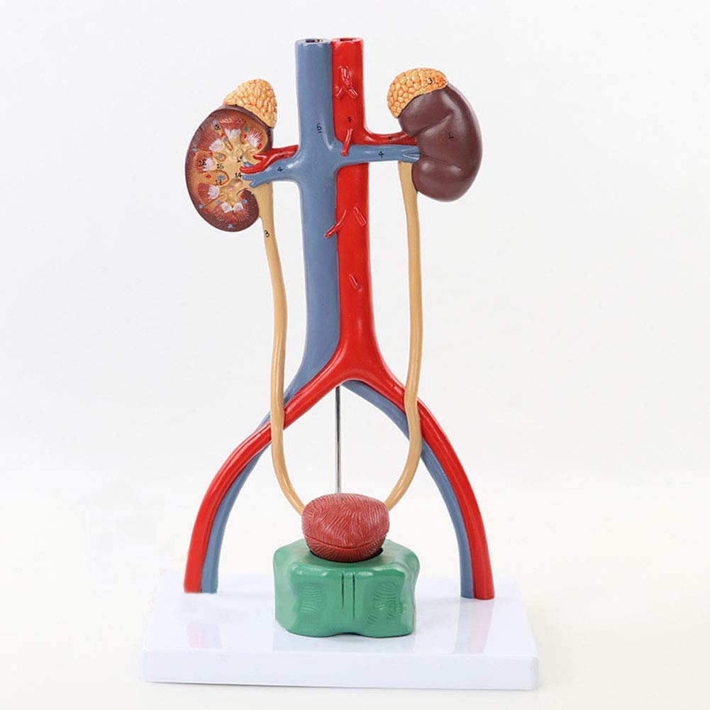 Wqf Human Urinary System Model Shows The Urinary System Its ...