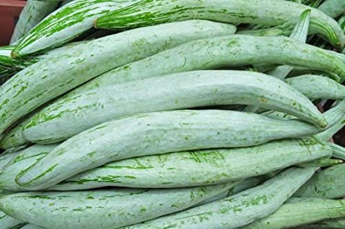 EVOY High Yield Hybrid Rare Long chichinda Snake Gourd Vegetable 150 ...