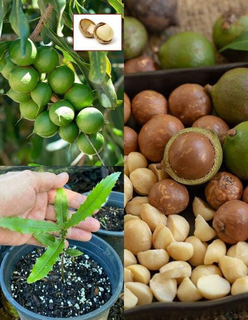 Planters Macadamia Nuts Macadamianussdrink NATUR Macadamia Nut Farm