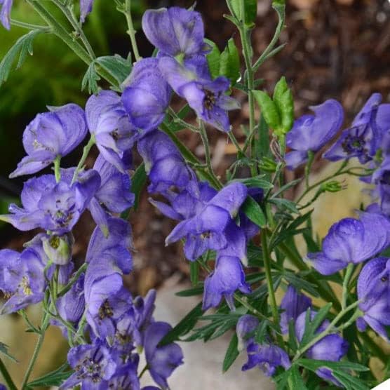 Aconitum napellus Aconite Monkshood azul Monks Coule 5_Seeds – Guatemala