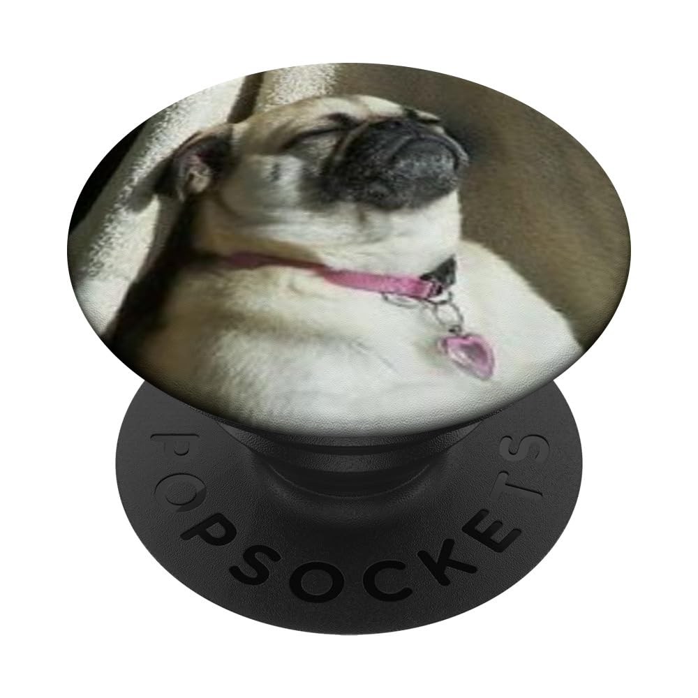 Bulldog On Computer Meme