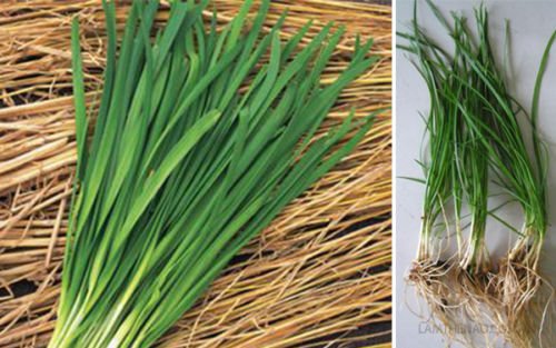 Garlic Chives Roots