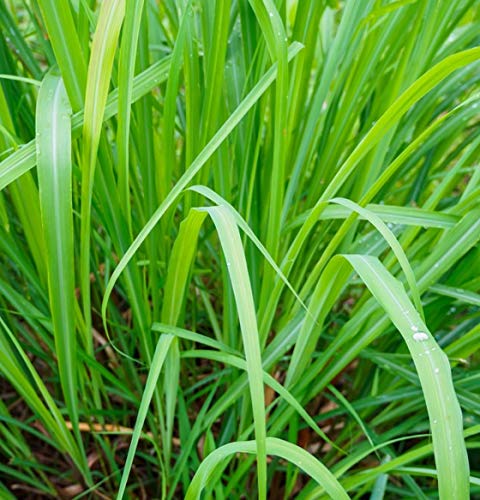 Mandy's Farm Ceylon Grass/Nardus Grass/Zacate Limon/Citronella Live ...