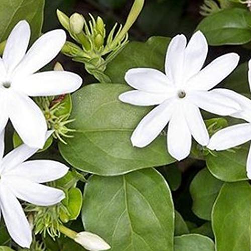 Green Paradise Scented Kunda Plant Paras Live Healthy Plant : Amazon.in ...