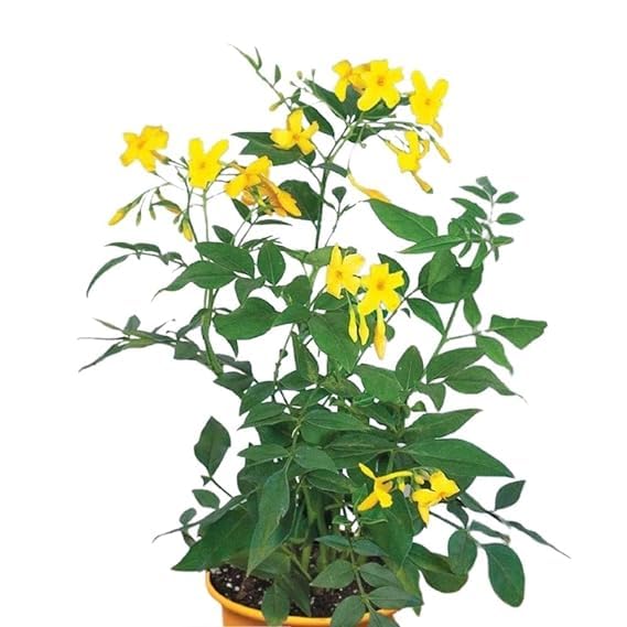 WoFLoo Chameli | Chamelee Tree Flowering All Time Garden Plant 1 ...