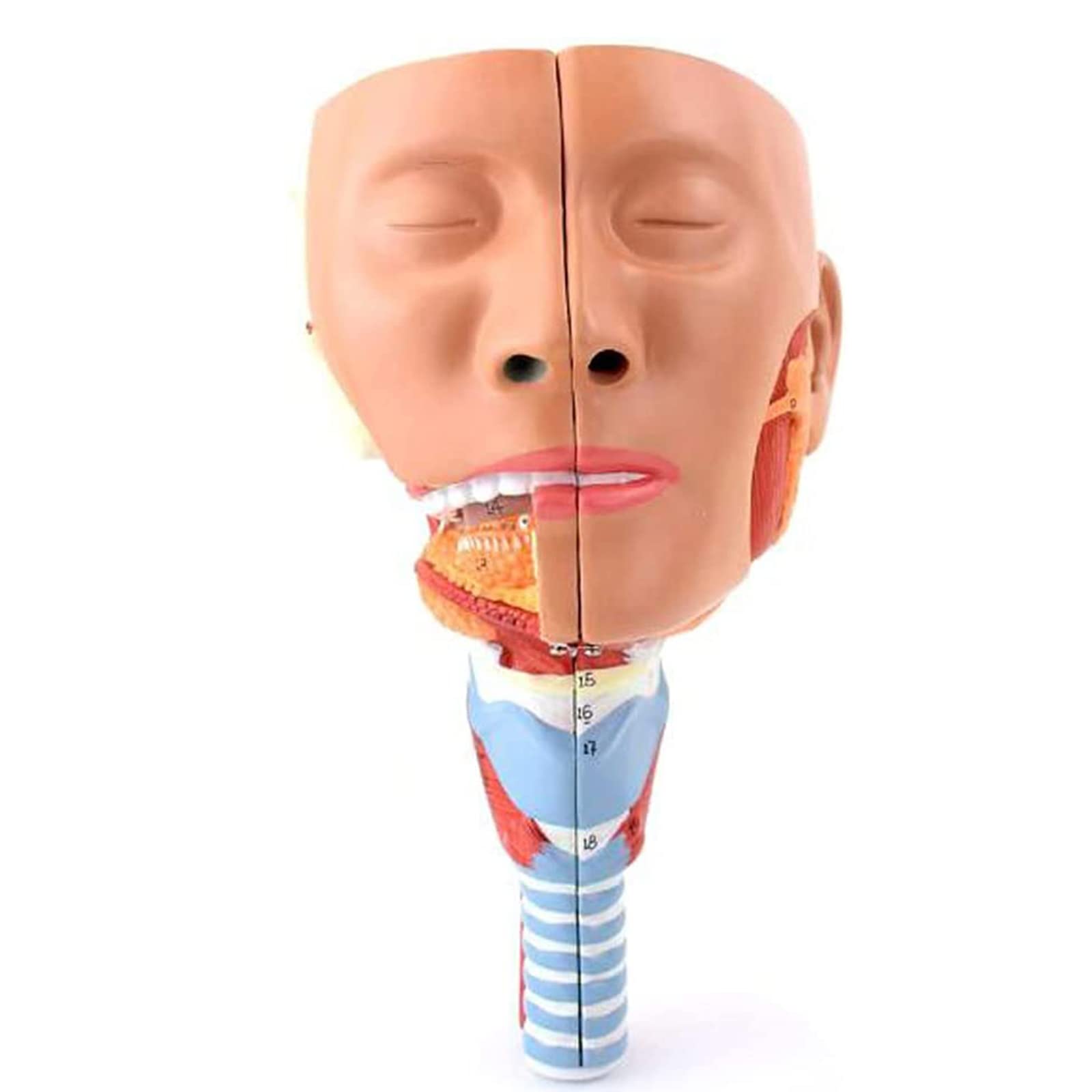 Larynx Anatomical Model Pharyngeal Muscle Pain Model Human Model For ...