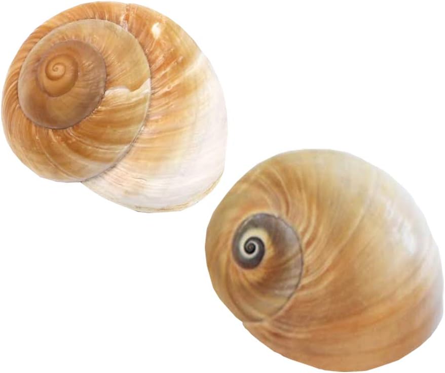 Amazon.com : SEAJIAYI 2 PC Large Hermit Crab Shells,Muffin Snail Shells ...