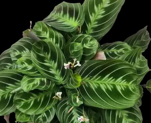 The Four Seasons Maranta Leuconeura Massangeana | Imported Variety ...