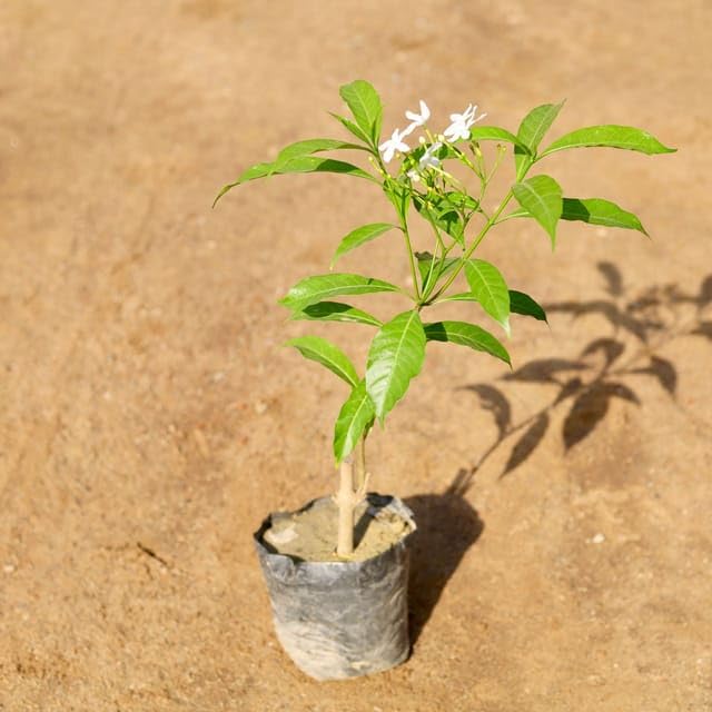 Mphmi Seedless Plant Plants Flower Chandni Green in 4 Inch Flower Live ...