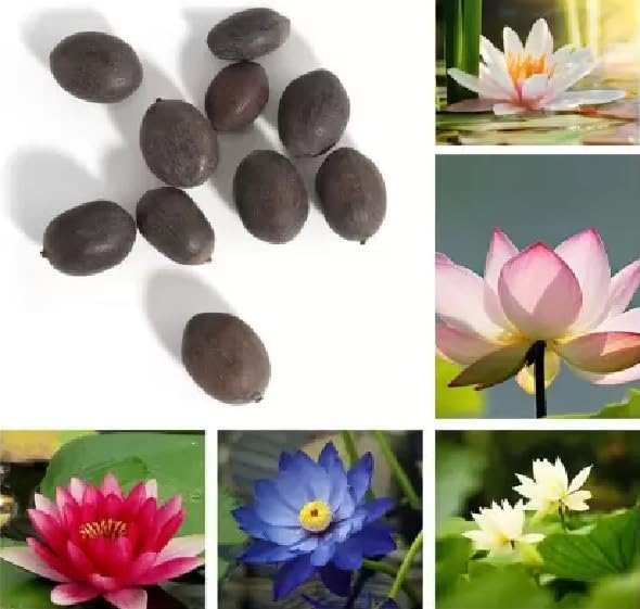 Mixed Lotus Seeds, 100 Pieces, Multi-Coloured Varieties, for Water ...