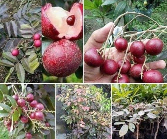 Ruby Longan Plant ORIGINAL Grafted Fruit Live Plants & Tree(2-3 Ft Size ...