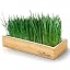 Amazon.com : Organic Wheatgrass Growing Kit, Self Watering, with ...