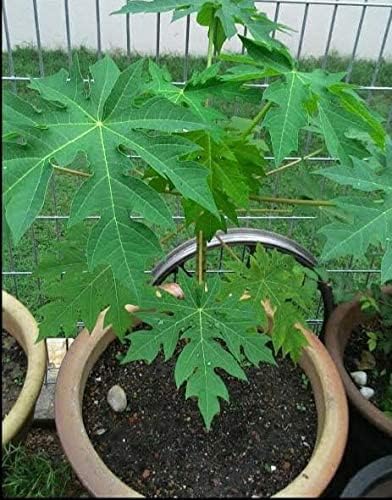 PlantaZee Papaya/Papita Fruit Plant With Pot - Healthy Plant : Amazon ...