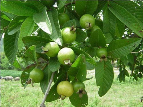 M-Tech Gardens Rare Small Miniature Guava (Small Fruits - More Number ...