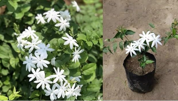 Green view® Kund Indian Jasmine Star Jasmine Winter Jasmine Jasminum ...
