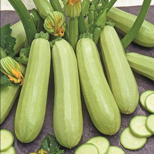 Light Green Zucchini Squash Exoctic Imported Quality Vegetable Hybrid ...