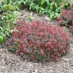 Amazon.com : Berberis-Sunjoy-Mini-Salsa - QT Pot (Shrub) : Patio, Lawn ...