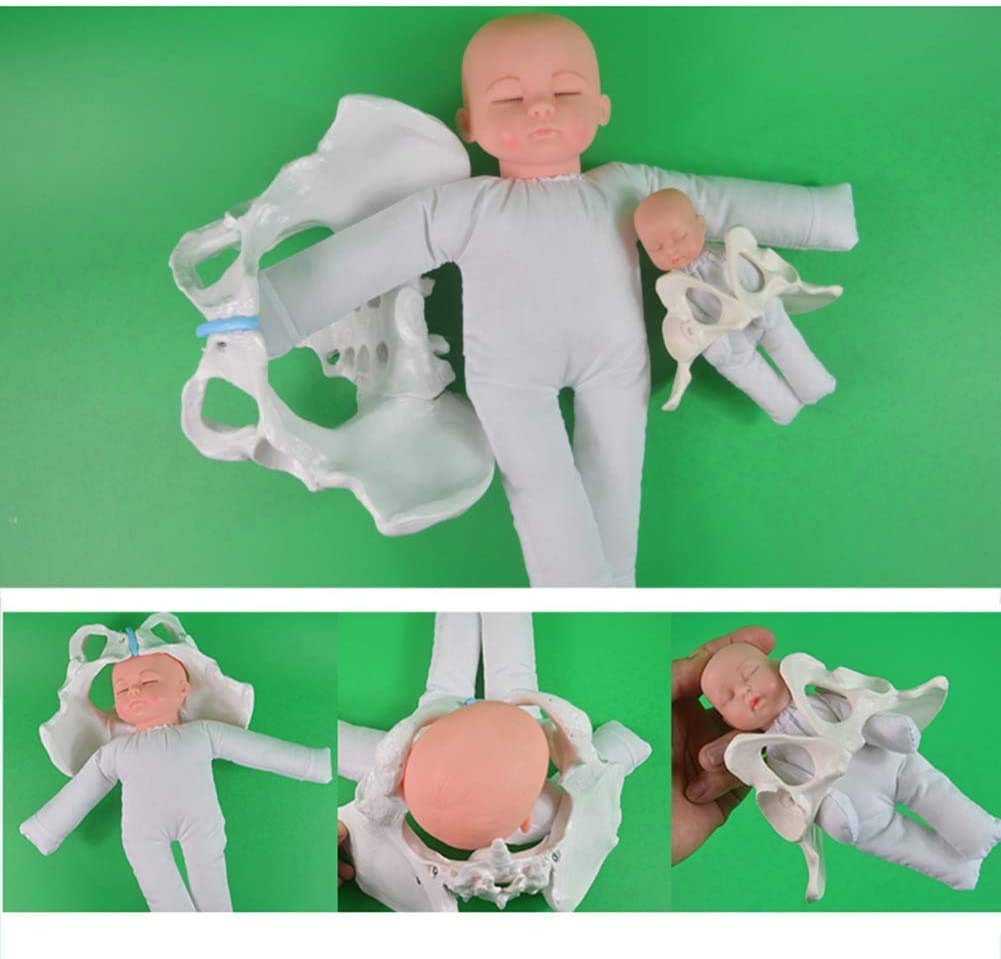 Buy Body Model 11 Standard Childbirth Simulator,Female Pelvis And Baby ...