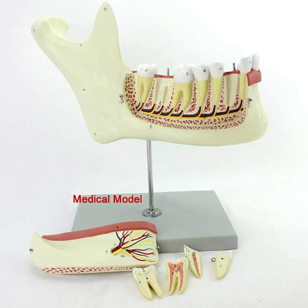 Buy MKULOUS Tooth Model,Human Mandible Anatomical And Mandibular Nerve ...
