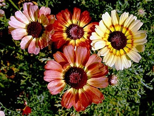 Amazon.com : 250 Tricolor Painted Daisy (Pyrenthrum Daisy ...