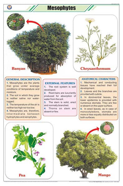 Mesophytes Meaning In Hindi Tissue System And Types In Biology:
