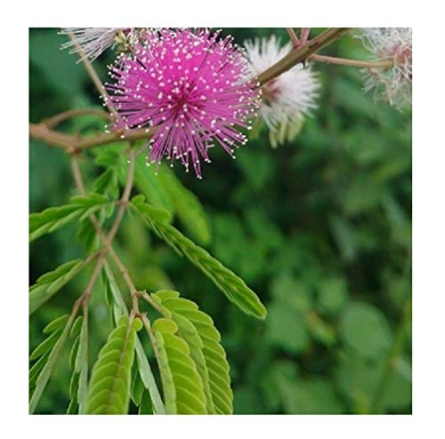 Modern Plants Live Chui Mui/Touch Me Not Flower Plant With Pot : Amazon ...