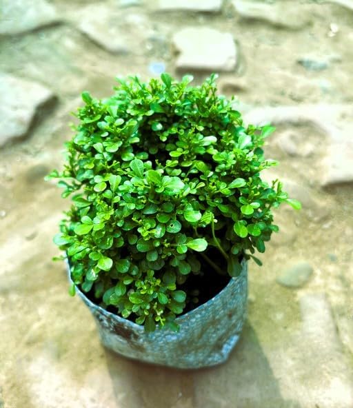 Table Kamini Dwarf Kamini without pot 1 Live Healthy Plant (pack of 1 ...