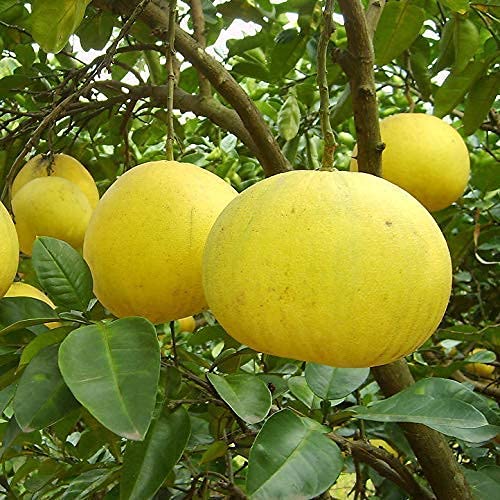 Everfit Agro traders Sweet Pomelo Citrus" Kambili Naranga" - High Yield ...