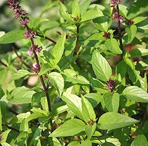 Buy INGLIS PLANTOPIA Live Marva plants medicinal plant (Origanum ...