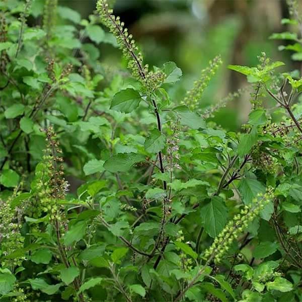 Real Live Ayurvedic Herbal Rama Green Tulsi Live Plant Hari Tulsi Plant ...