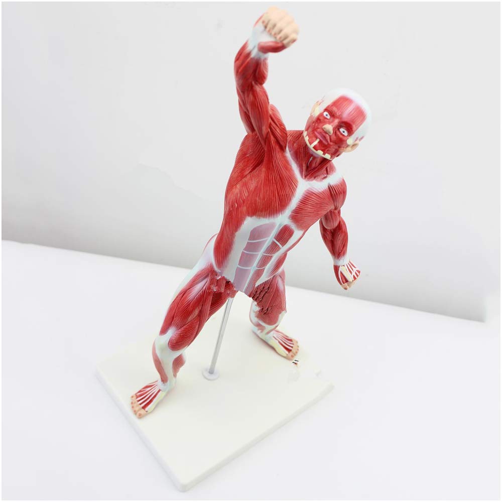 Buy FHUILI Human Muscle Anatomy Model Art Sketch Model - 50CM Human ...