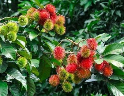 Red Rambutan Fruit Plant Rare Original Sri Lankan Variety Rambutan ...