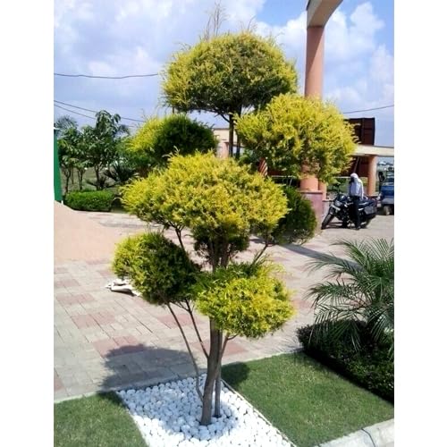 Mphmi Seedless Plant Indoor Plants Golden Bottle Brush Tapori Plant ...