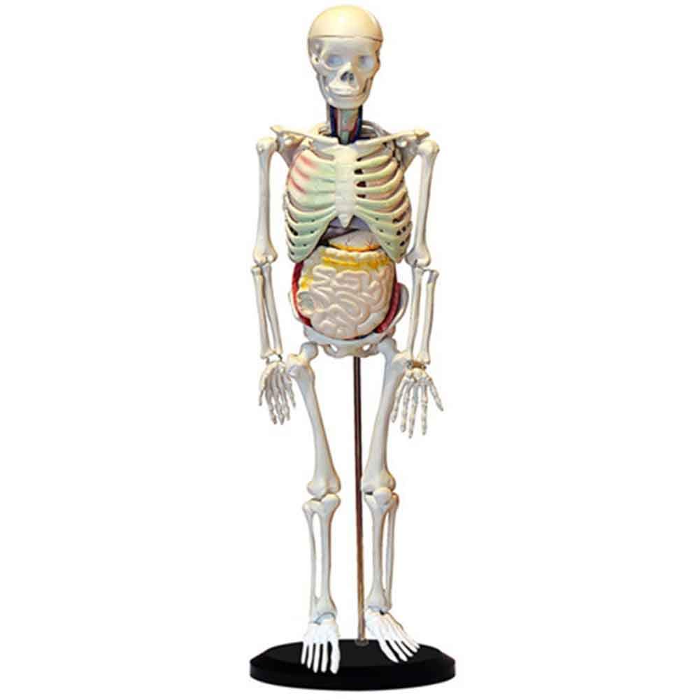 Buy DJSC 85CM Life Size Skeletal System Model, Educational Model, Human ...