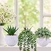 Amazon.com: Winlyn 3 Pcs Small Faux Potted Plants Artificial Aloe Hops ...