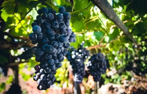 RADHA RANI PLANT HOUSE -Grape Seeds Fruit Plant Seeds For Home Garden ...