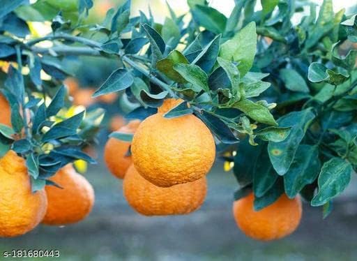 Everfit Agro Japanese Dekopon Sumo Orange Grafted Fruits Plant/Tree[SN ...