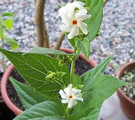Harshringar|Parijat|Paarijaata|Night-flowering|Coral Jasmine from ...