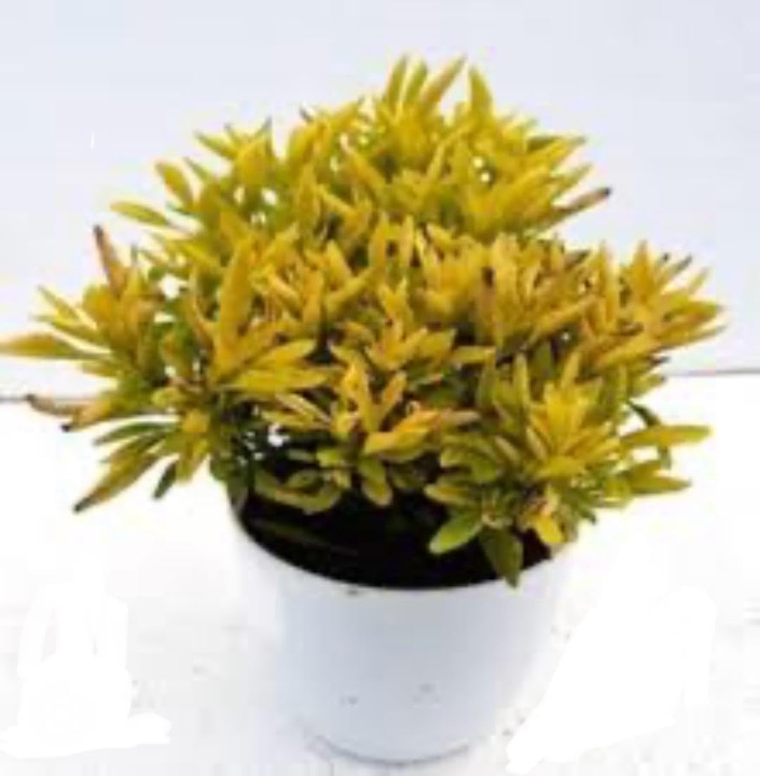 Amazon.com : Alternanthera True Yellow 6" Pot by UPlant : Patio, Lawn ...