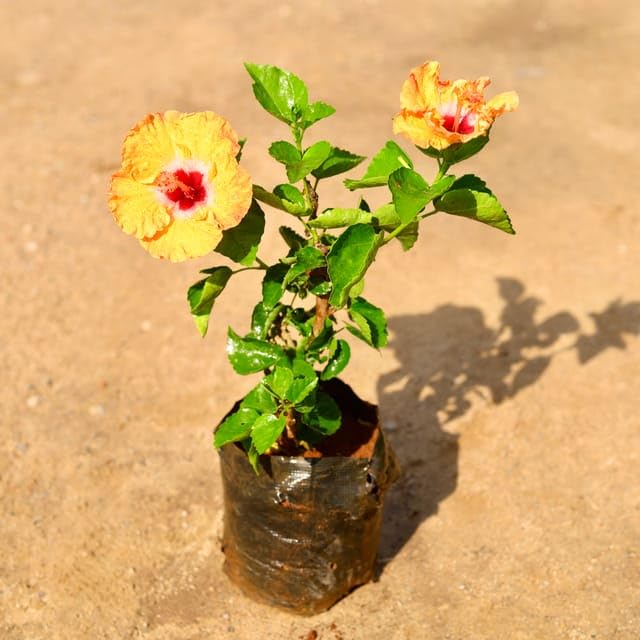 Mphmi Live Plants Hibiscus/Gudhal Yellow Hybrid in 6 Inch Outdoor ...