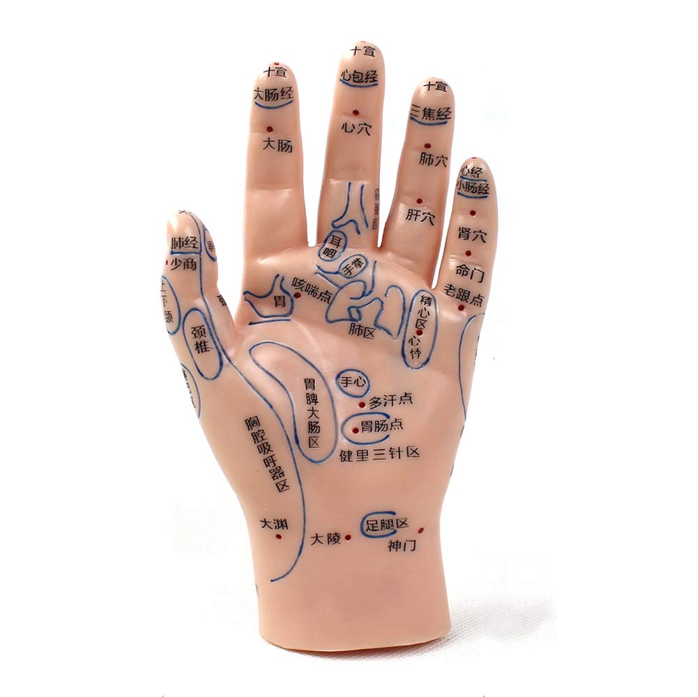 Buy SUAI TCM Reflexology Human Body Hand Model PVC Hand Model Hand ...